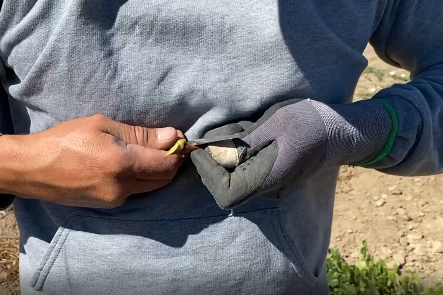 Field-Chip Budding: A Step-by-Step Tutorial for Beginners – Carneros ...