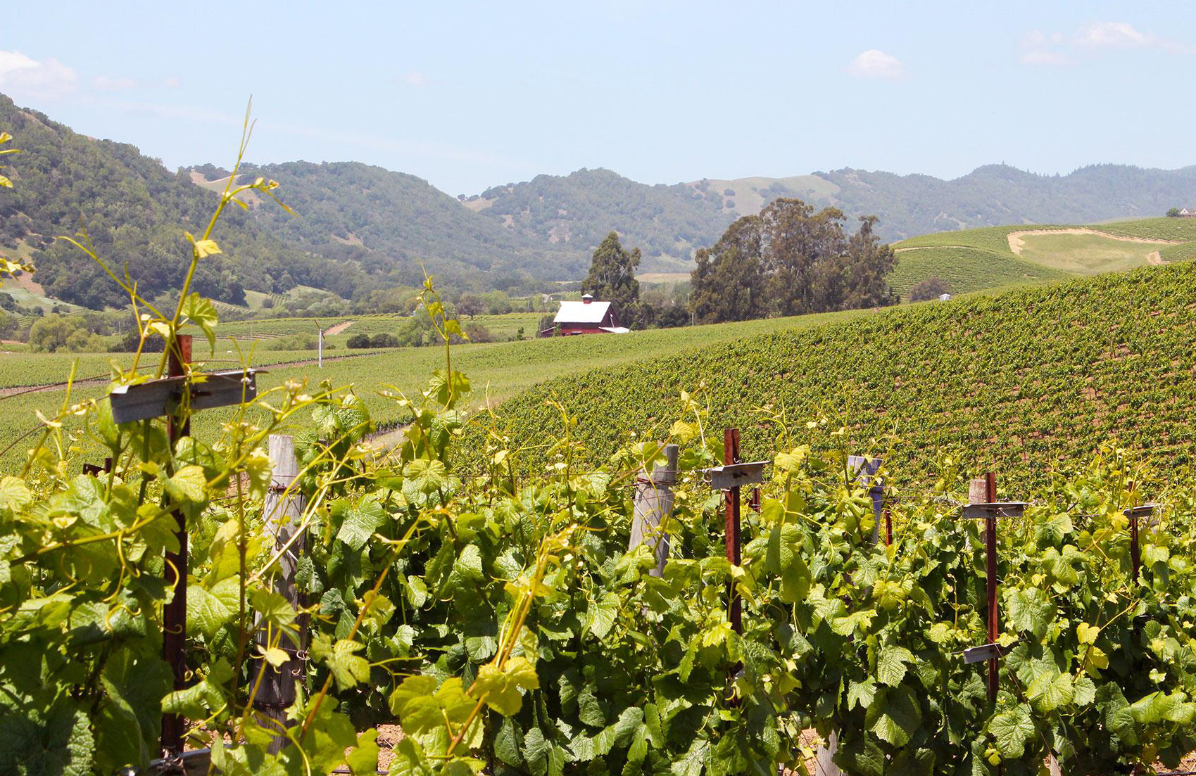 Unlocking the Secrets of Carneros: How it Impacts Grape Growing ...