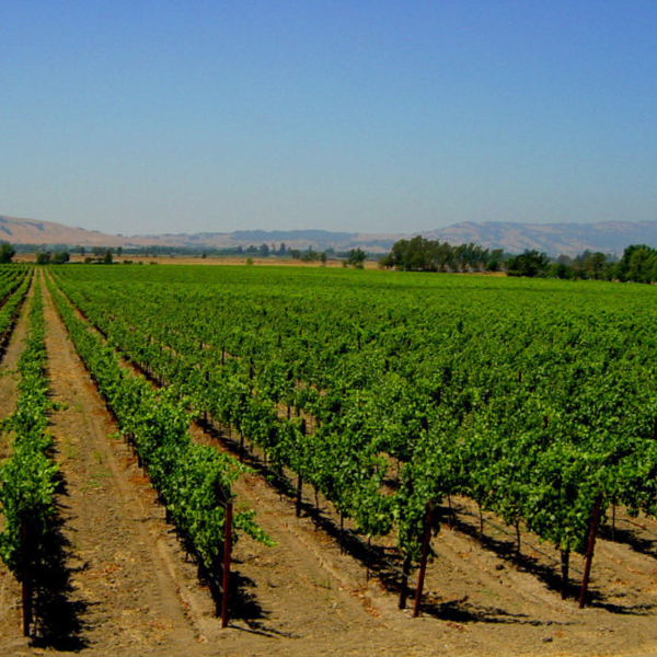Carneros Ranch – Carneros Wine Company