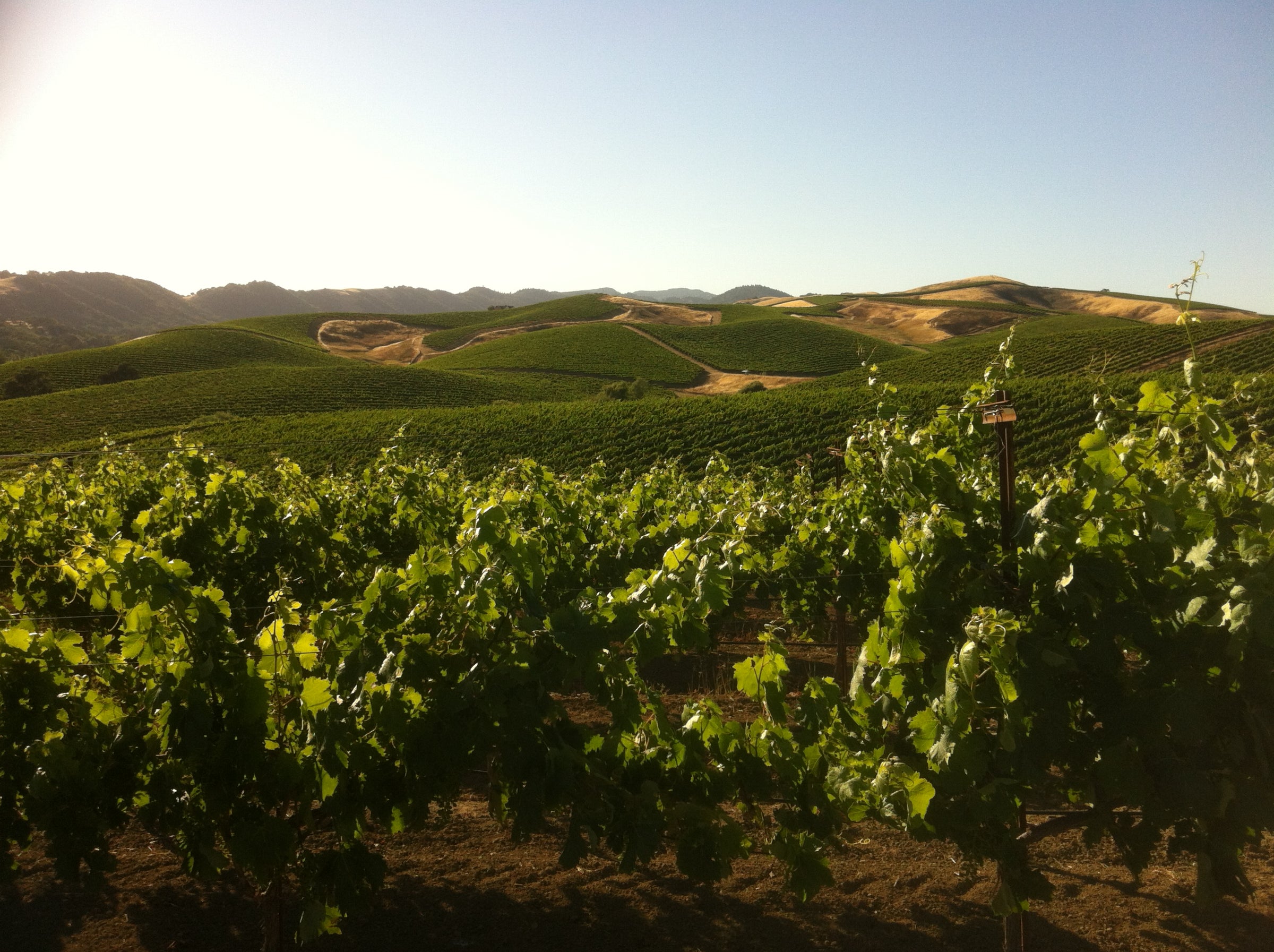Carneros Wine Company - Estate Wines of Los Carneros